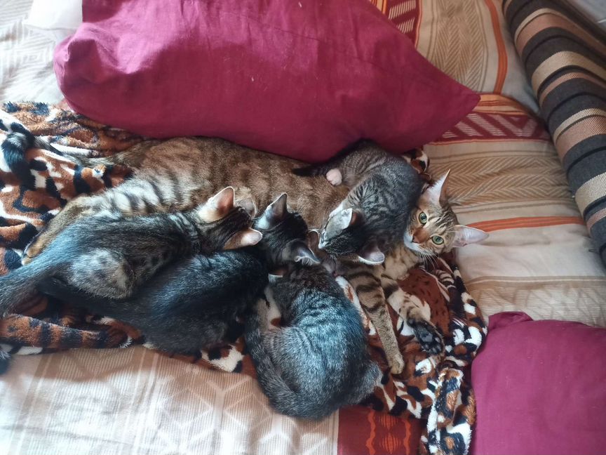 Котенок в частный дом