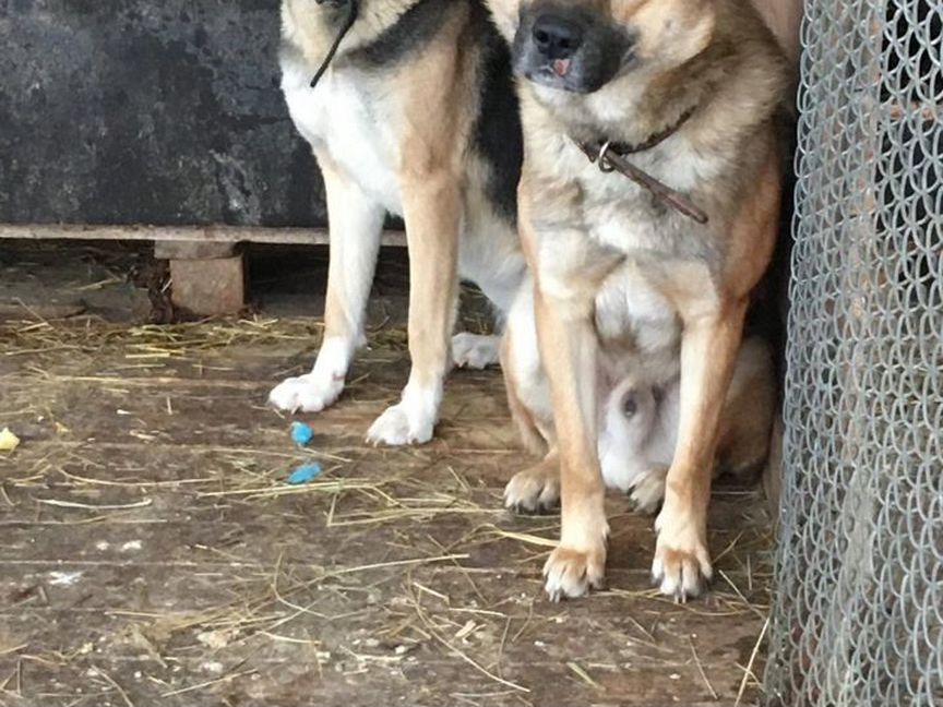 Собаки Маня и Ваня