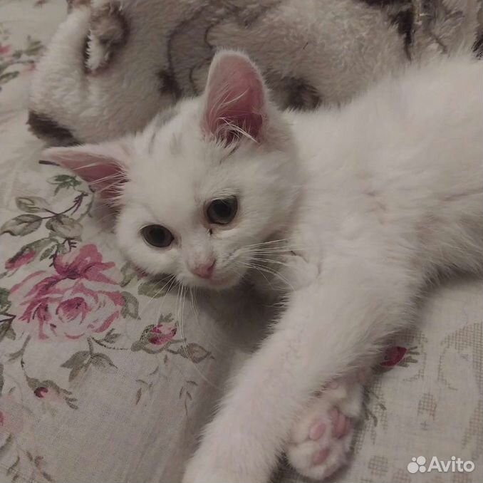 Котёнок Манчкин белая