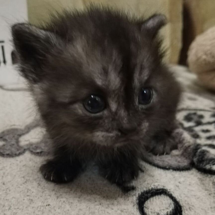 Котёнок