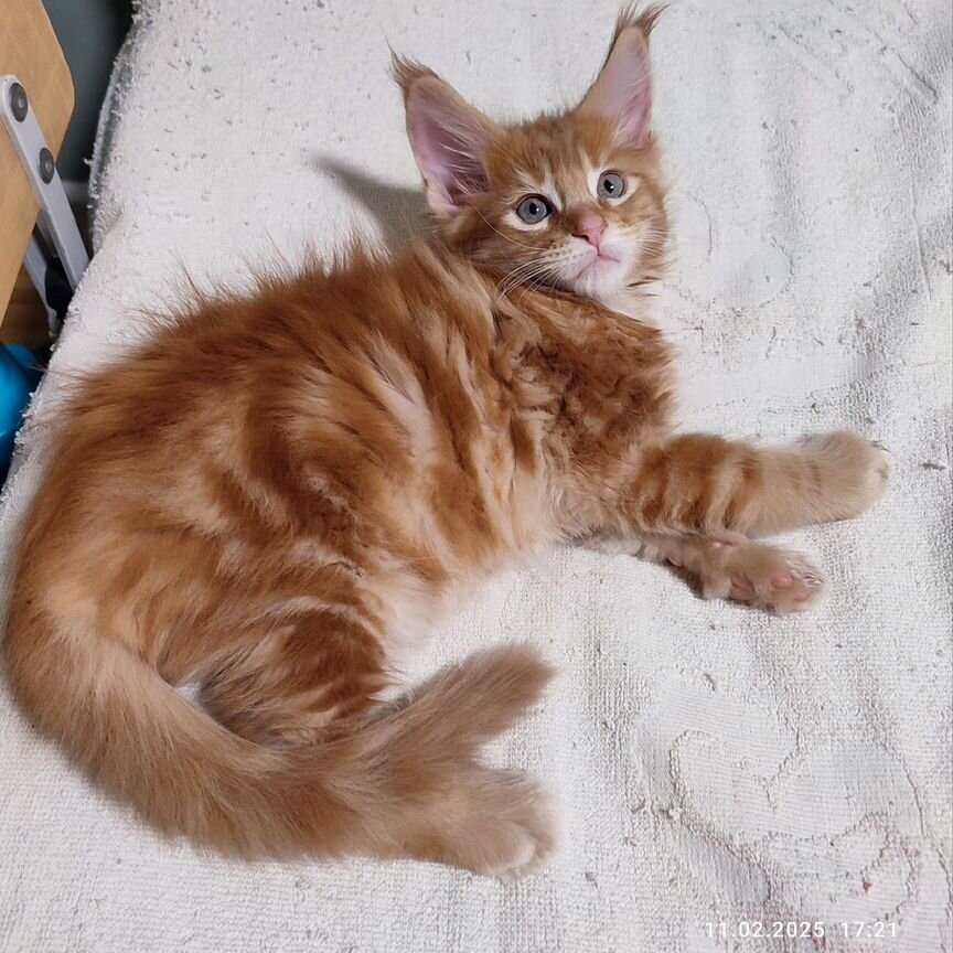 Котята мейн-кун