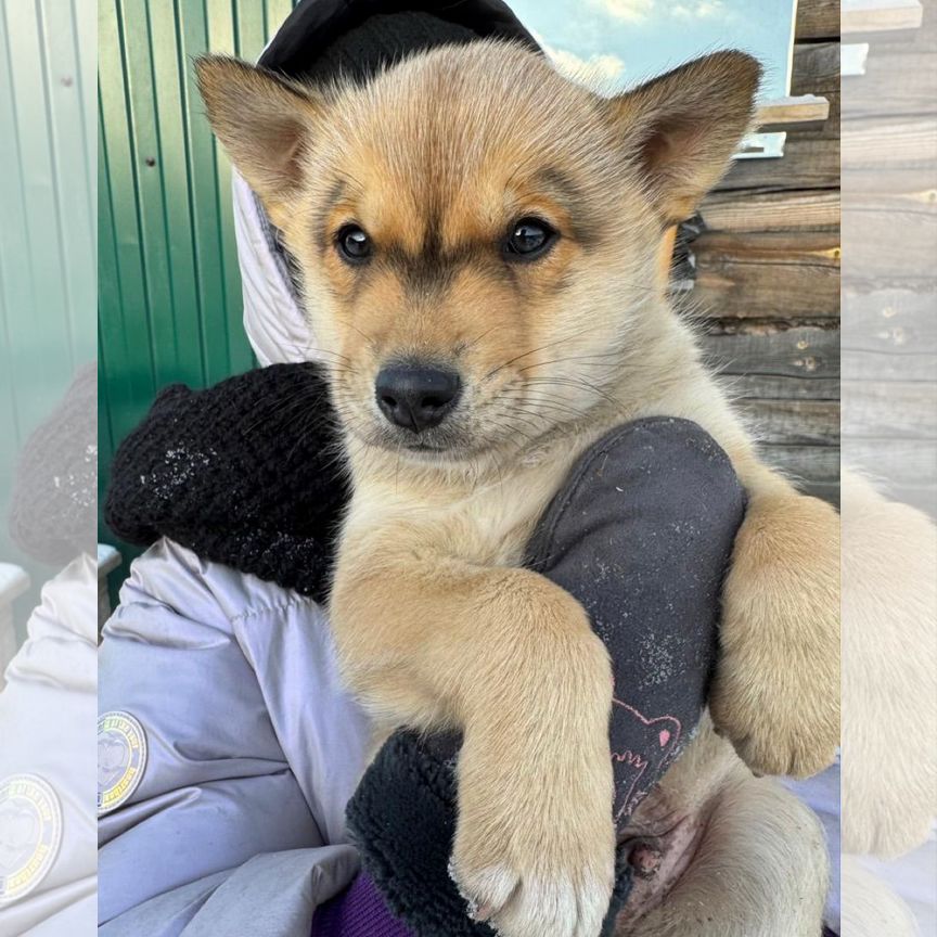 Щенок в добрые руки