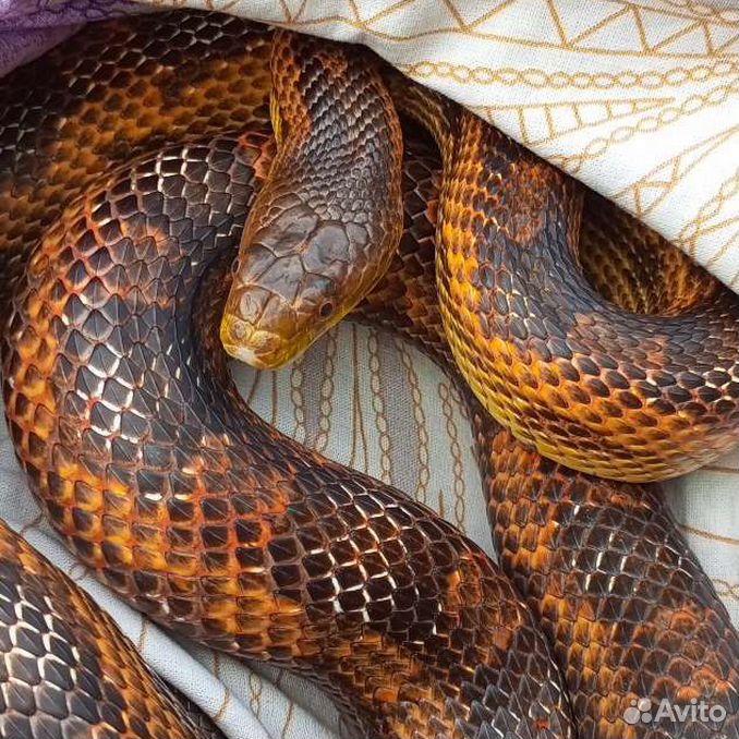 Змея обсолета