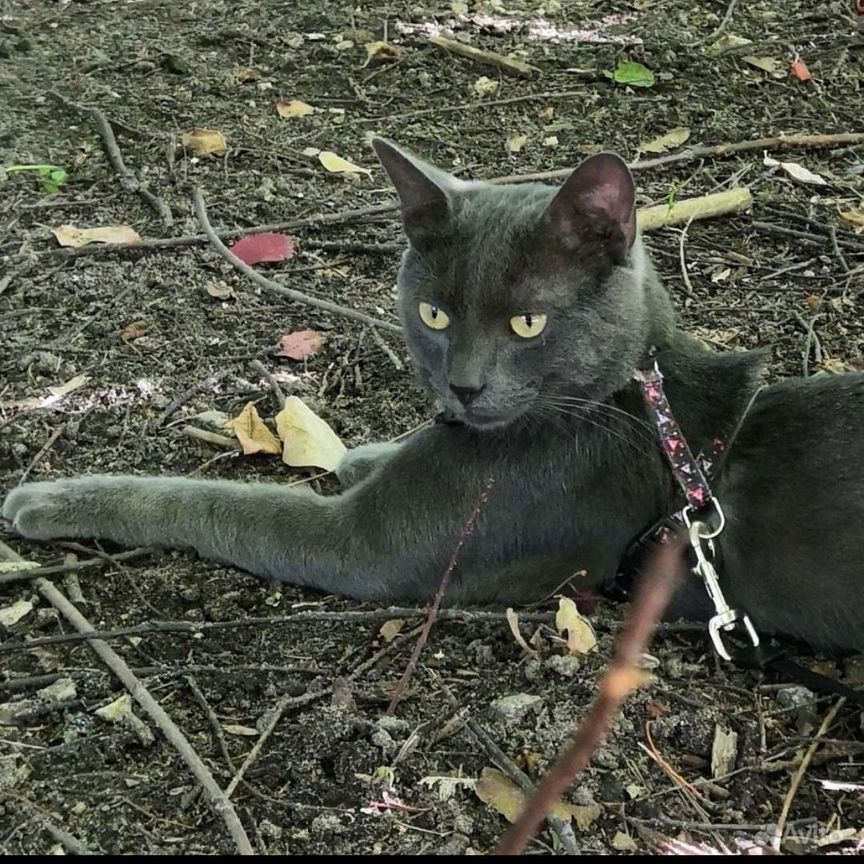 Кот, русская голубая