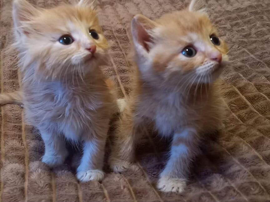 Котята в добрые руки 1 месяц