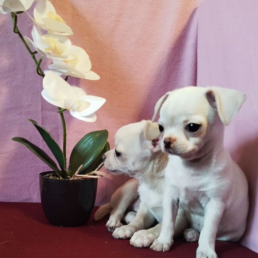 Чихуахуашечки- орхидеи