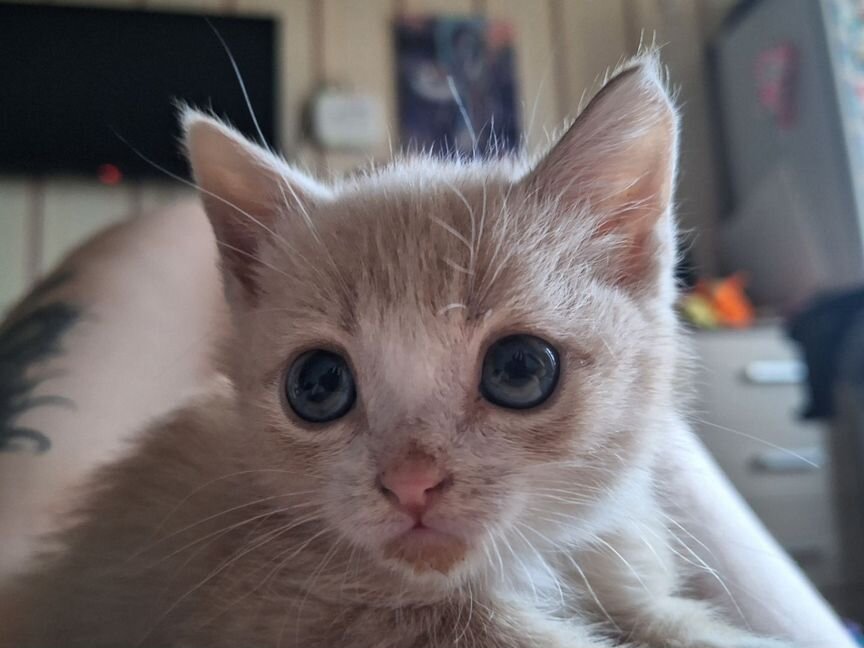 Котик