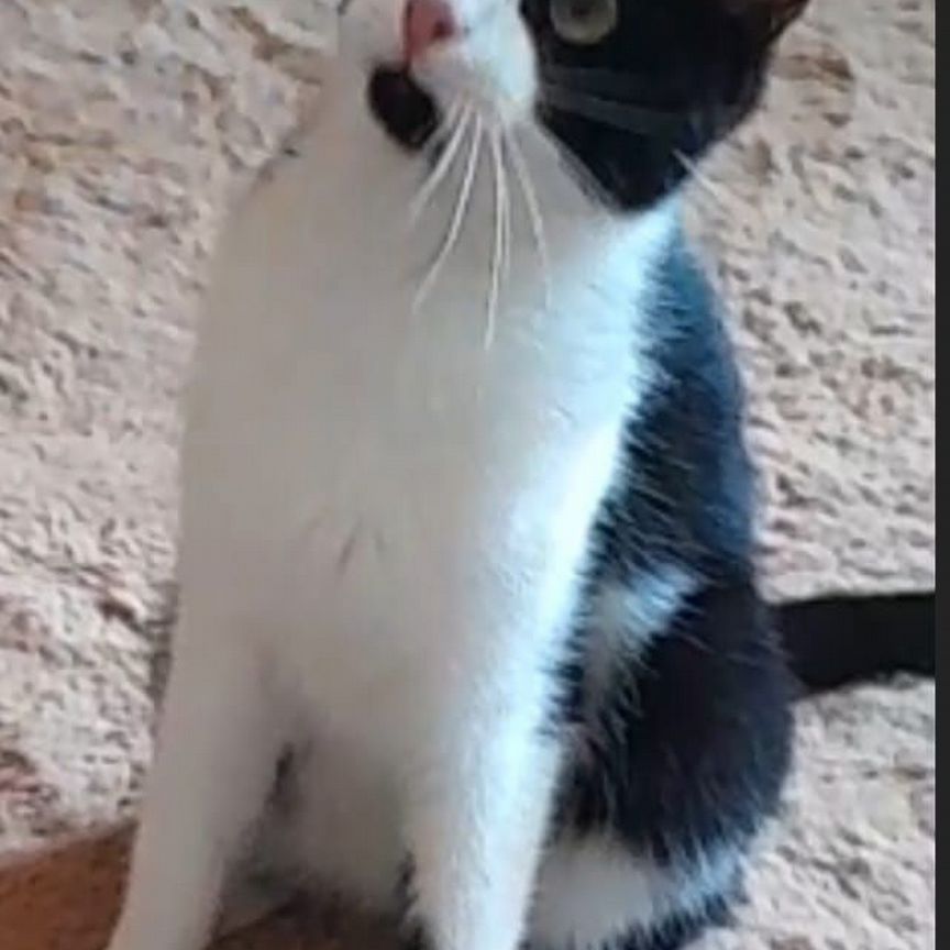 Черно-белый кот в добрые руки