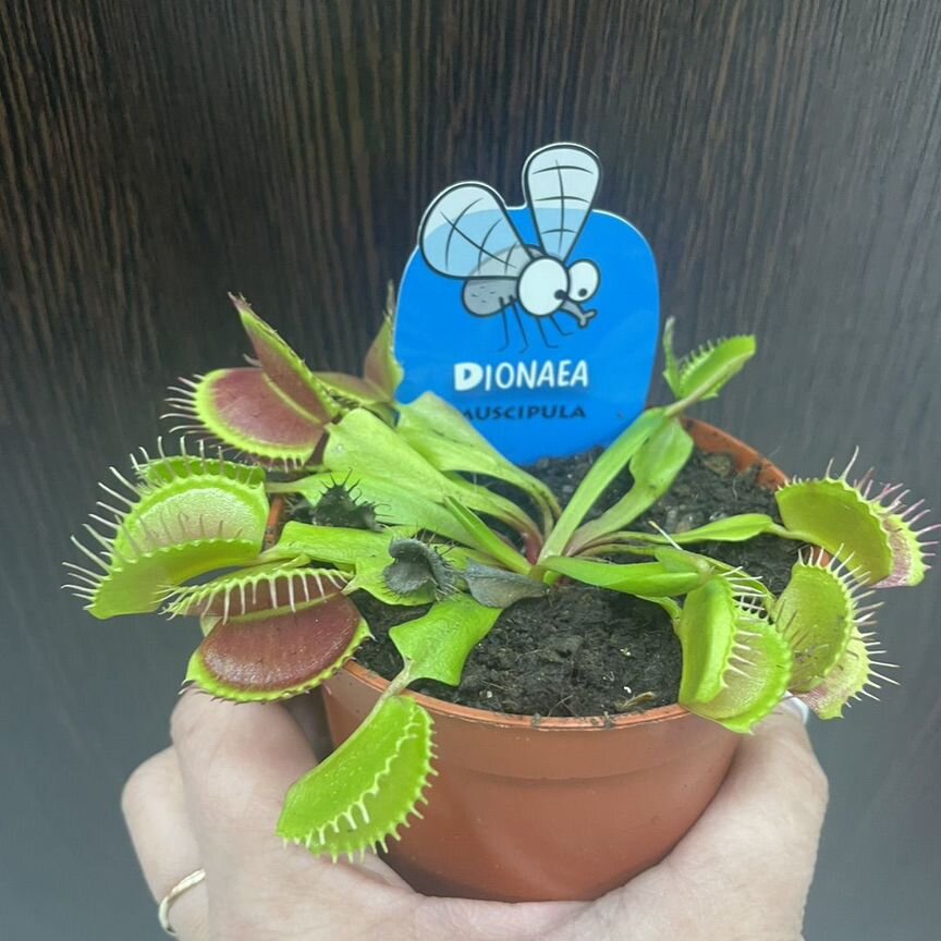 Мухоловка