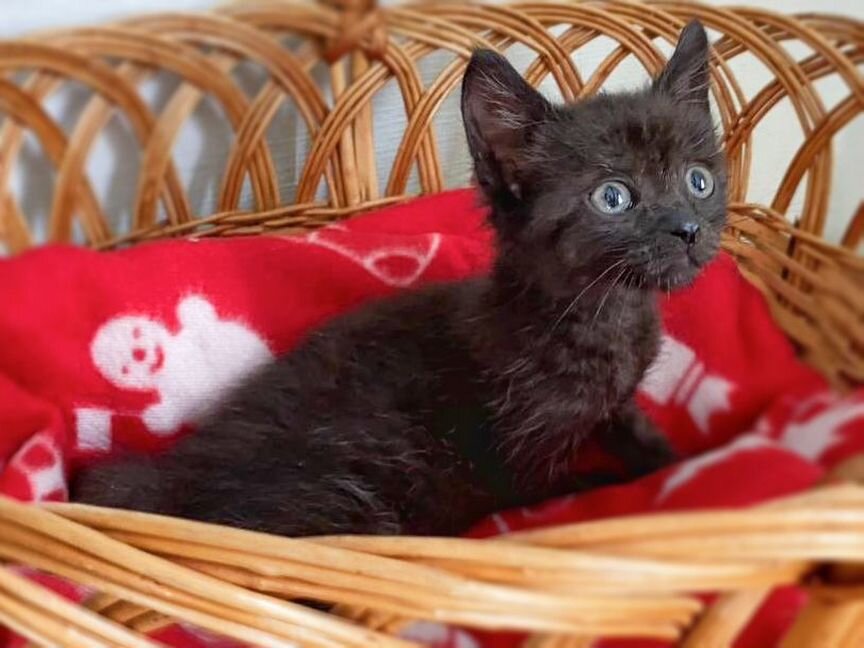 Кроха Незабудка 1,5 месяца