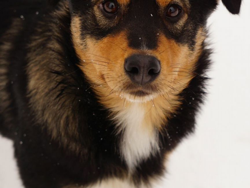 Щенок мальчик Вася в любящие ручки