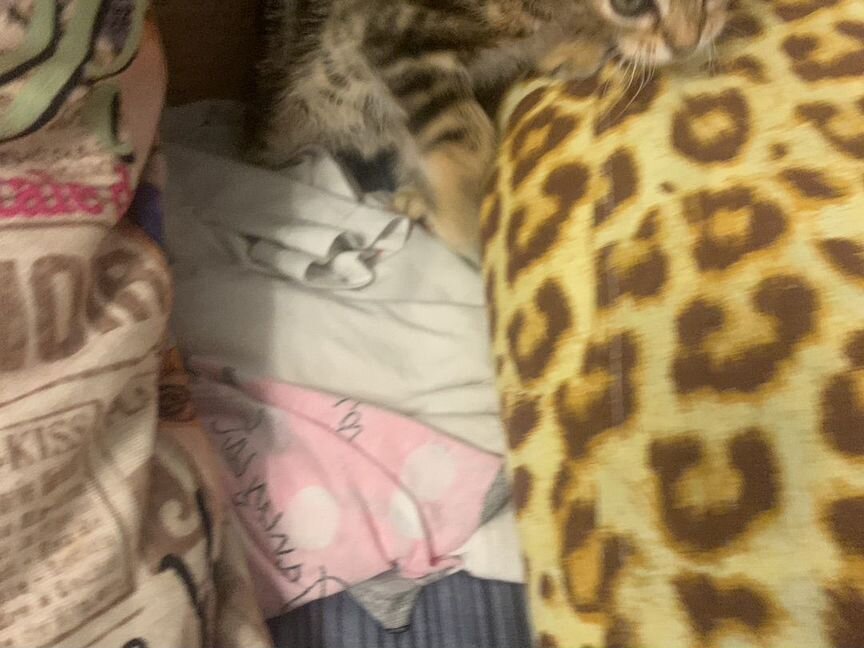 Котенок бенгал