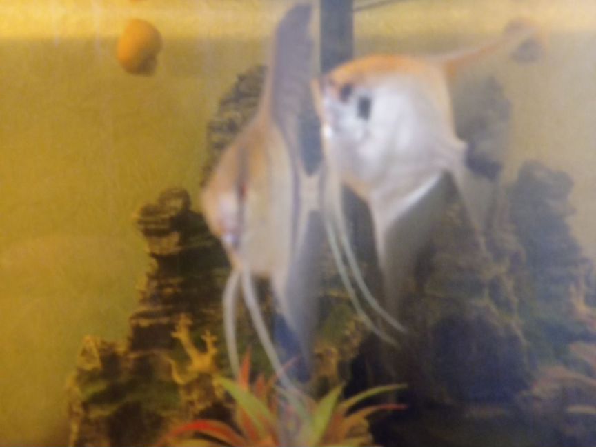 Аквариумные рыбки