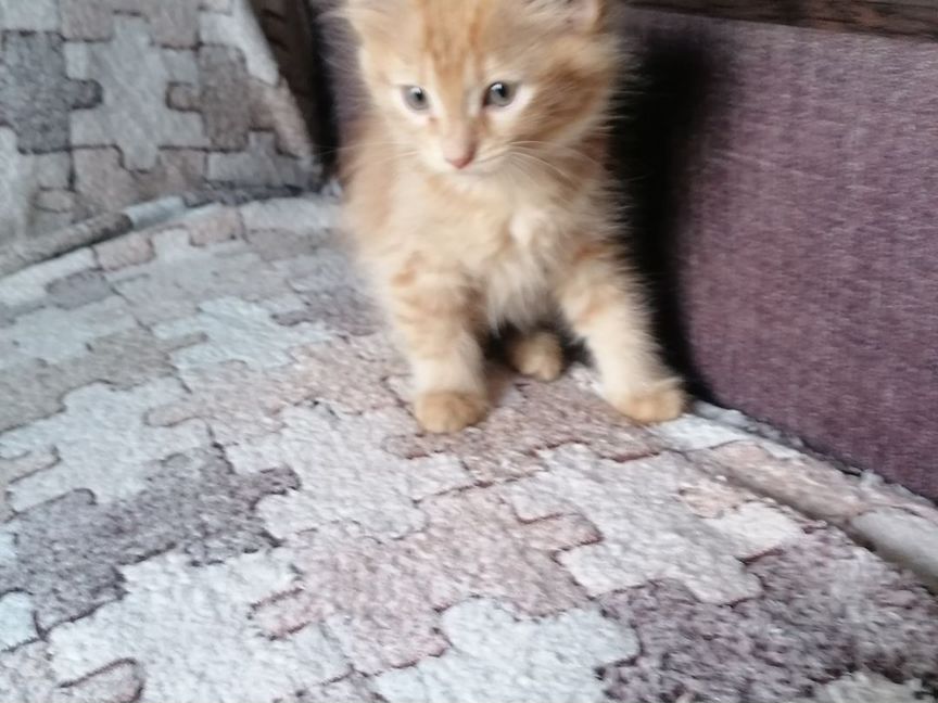 Котята в добрые руки мальчики рыжие