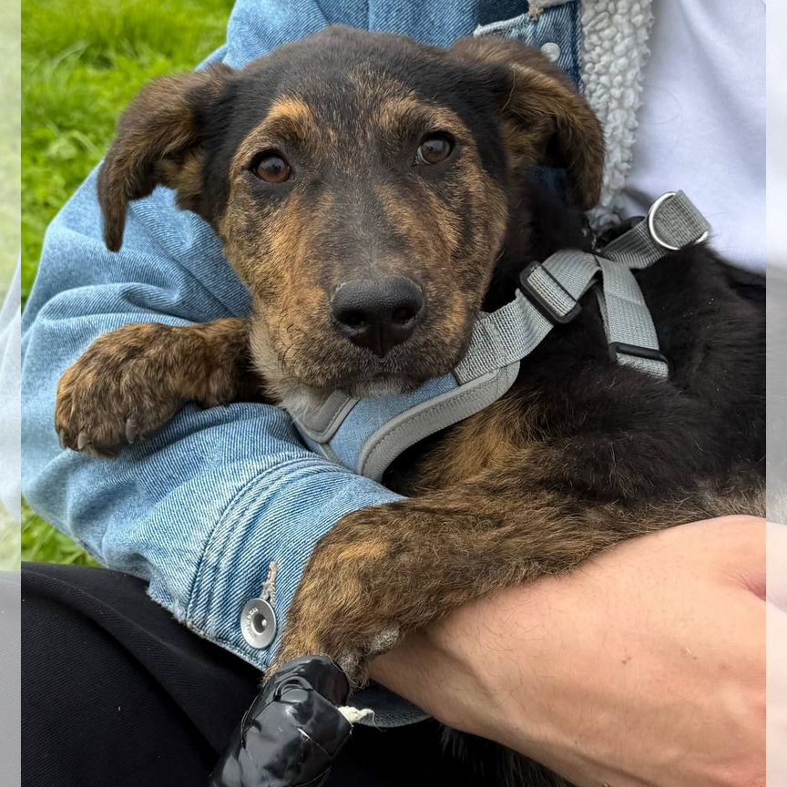 Щенок в добрые руки