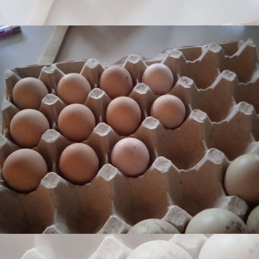 Инкубационное яйцо цесарки