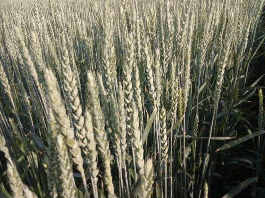 Пшеница озимая