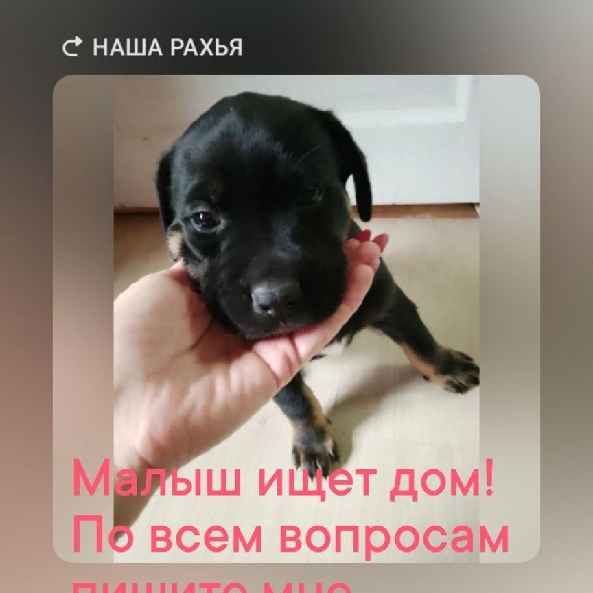 Щенок в добрые руки