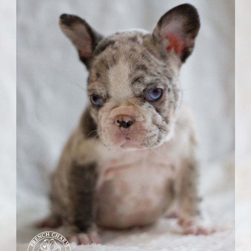 Французский бульдог, щенок