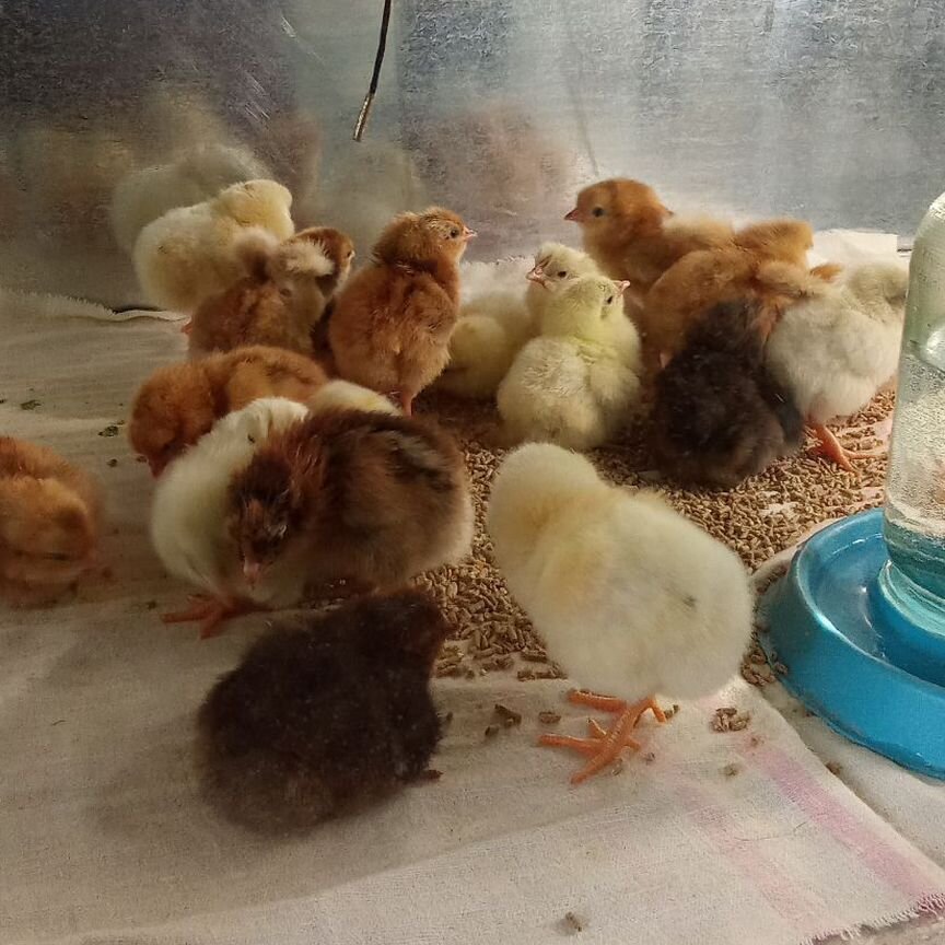 Цыплята суточные несушки и мясо яичные помесь