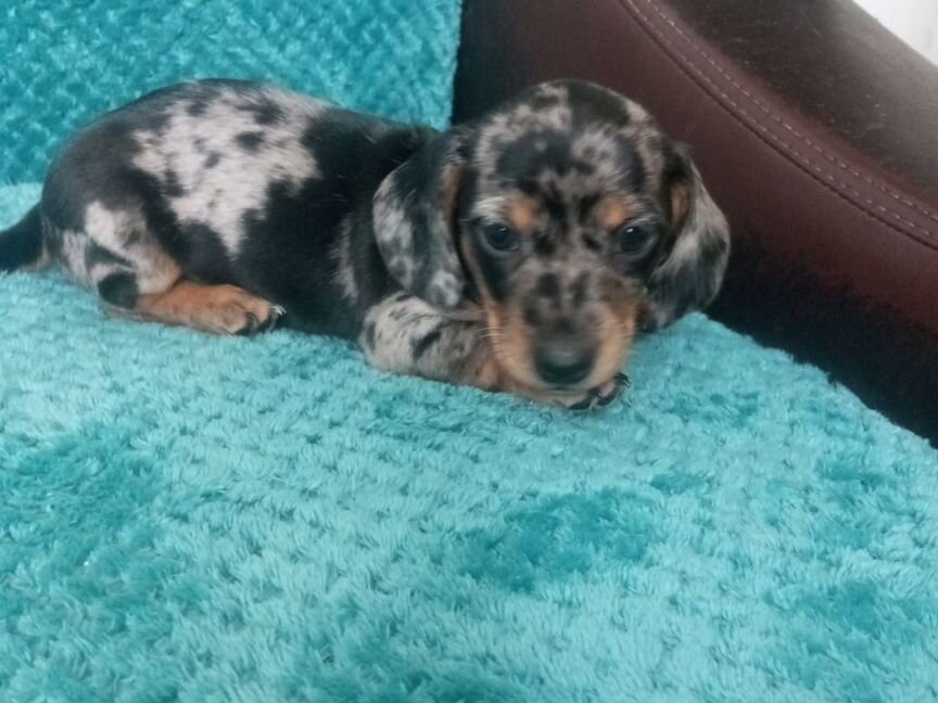 Карликовая такса