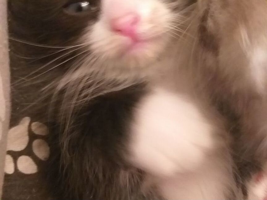 Продам котика