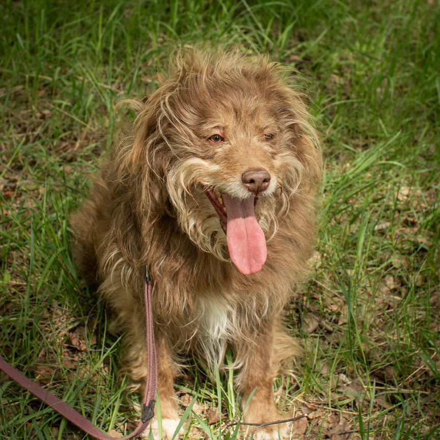 Чарли, забавный чудик попал в приют