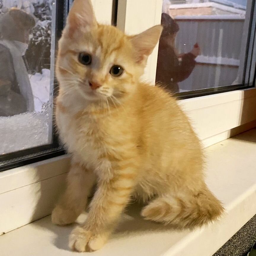 Отдам котят в добрые руки