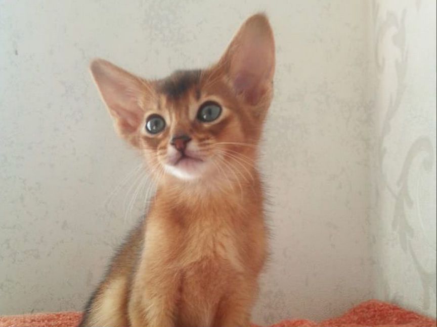 Абиссинские котята с документами