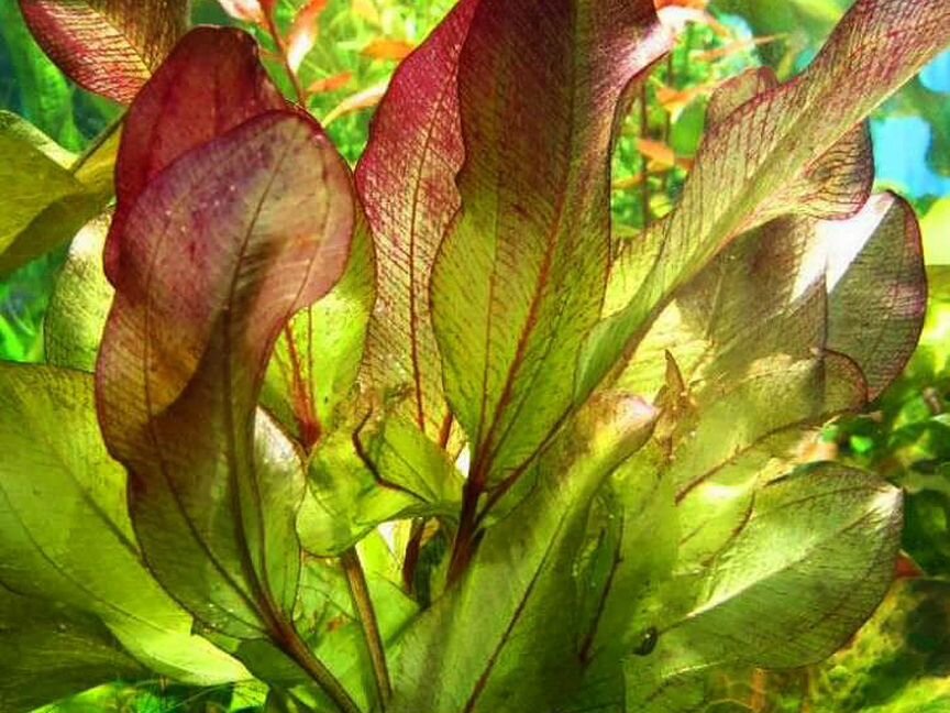 Аквариумные растения / эхинодорусы