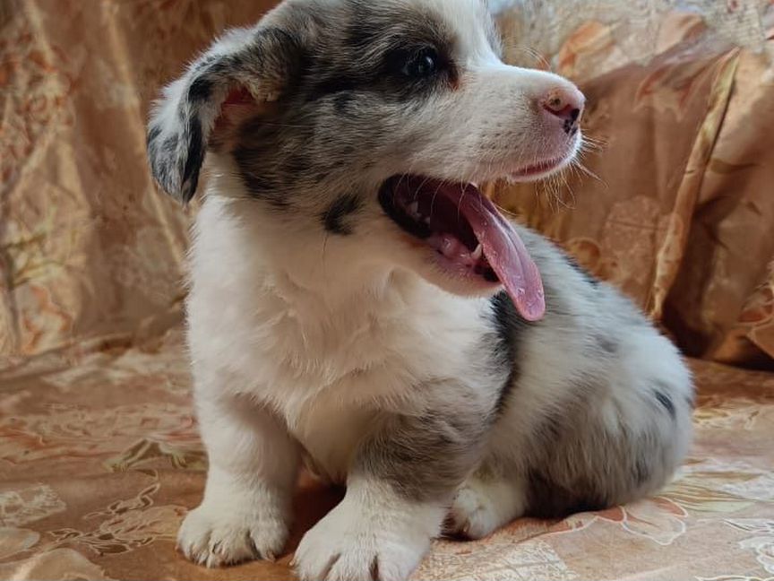 Щенки корги кардиган