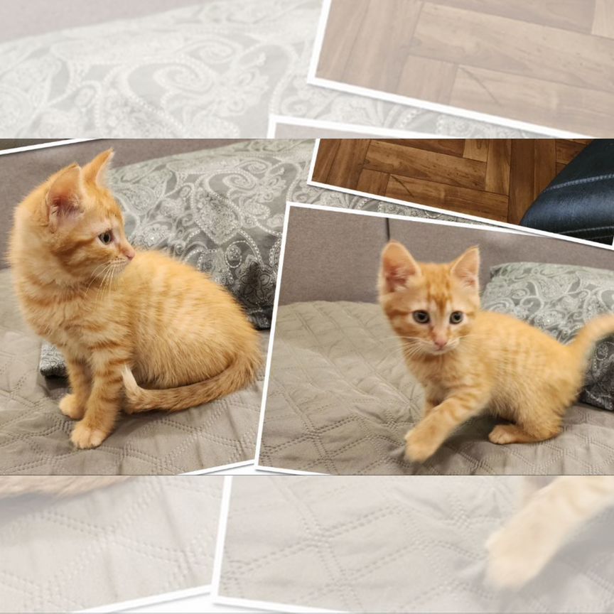 Котёнок в добрые руки