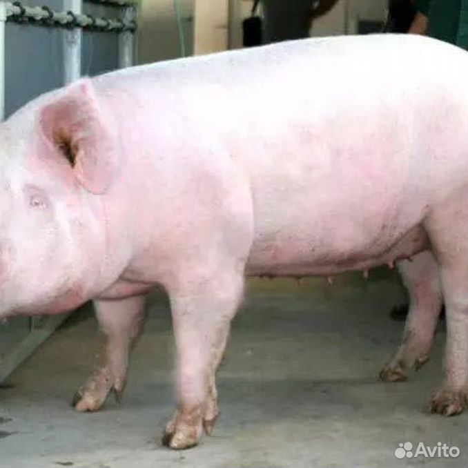 Свиньи живым весом