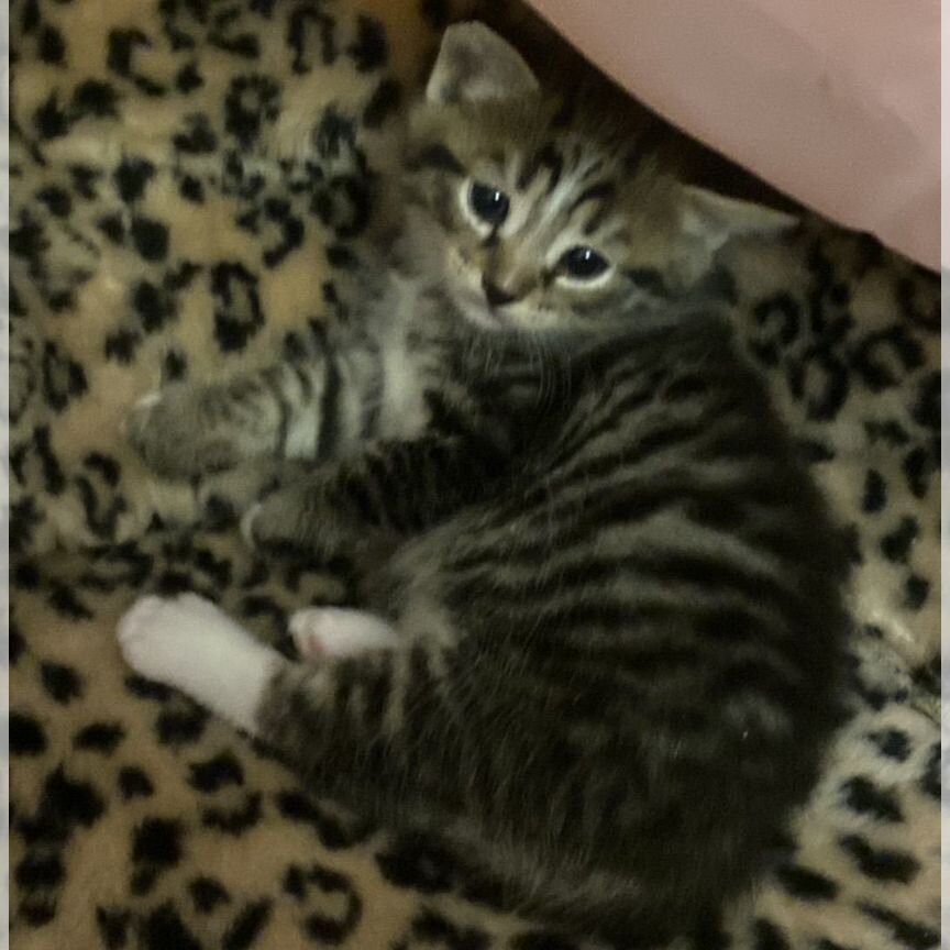 Котенок Трофимка ищет хозяина