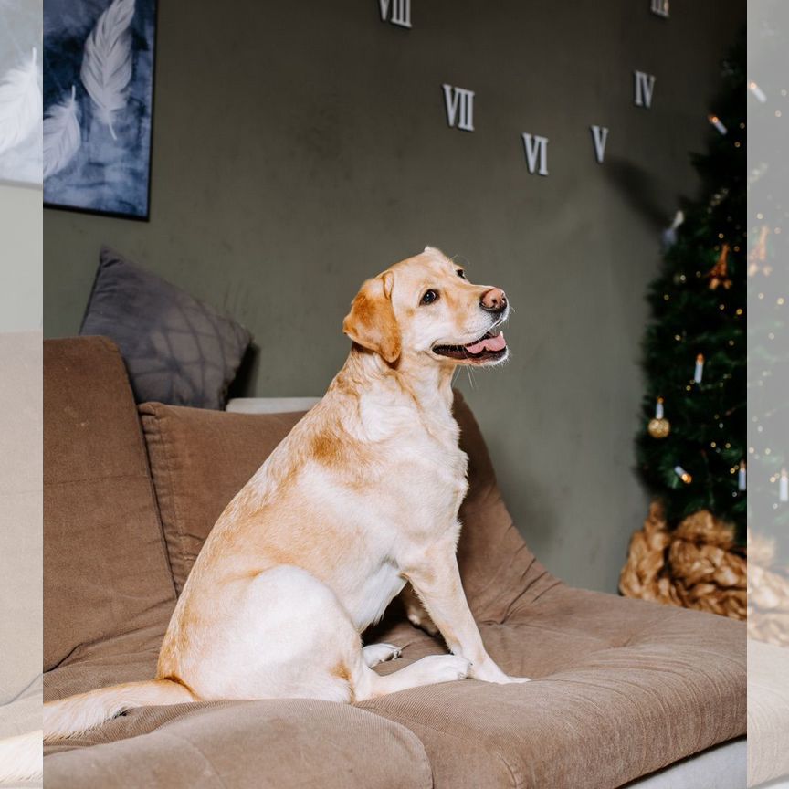 Лабрадор-ретривер, взрослая собака