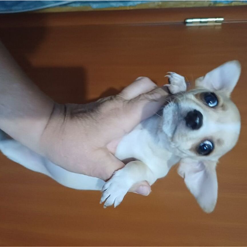 Качественные щенки мини той терьера разного пола 2