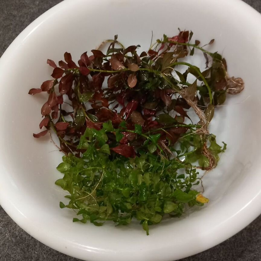 Аквариумное растение