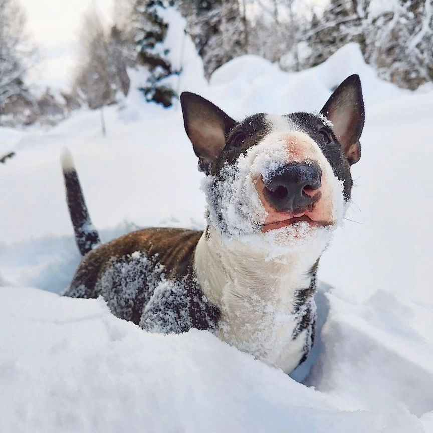 Будьтерьер 8 мес клеймо доки есть