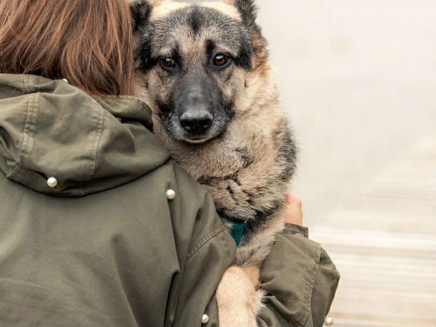 Собака в добрые руки