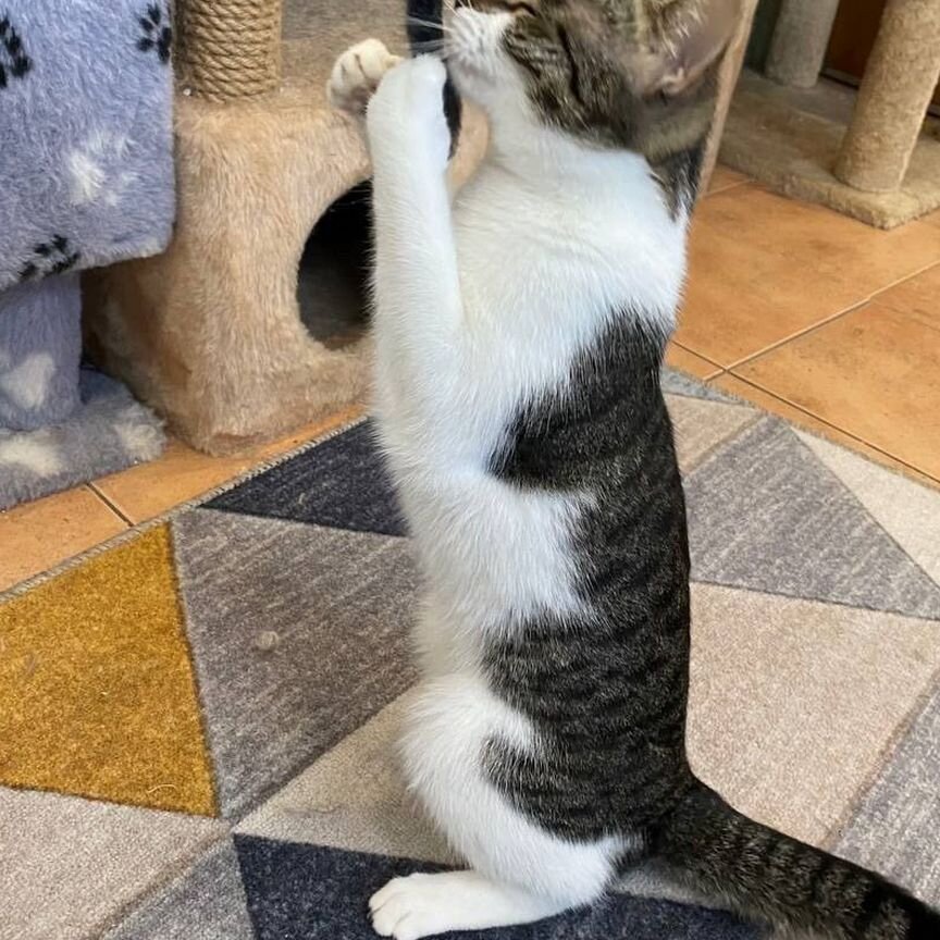 Взрослая кошка в добрые руки