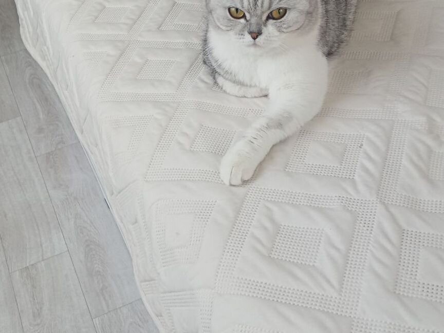Кошки породистые бесплатно