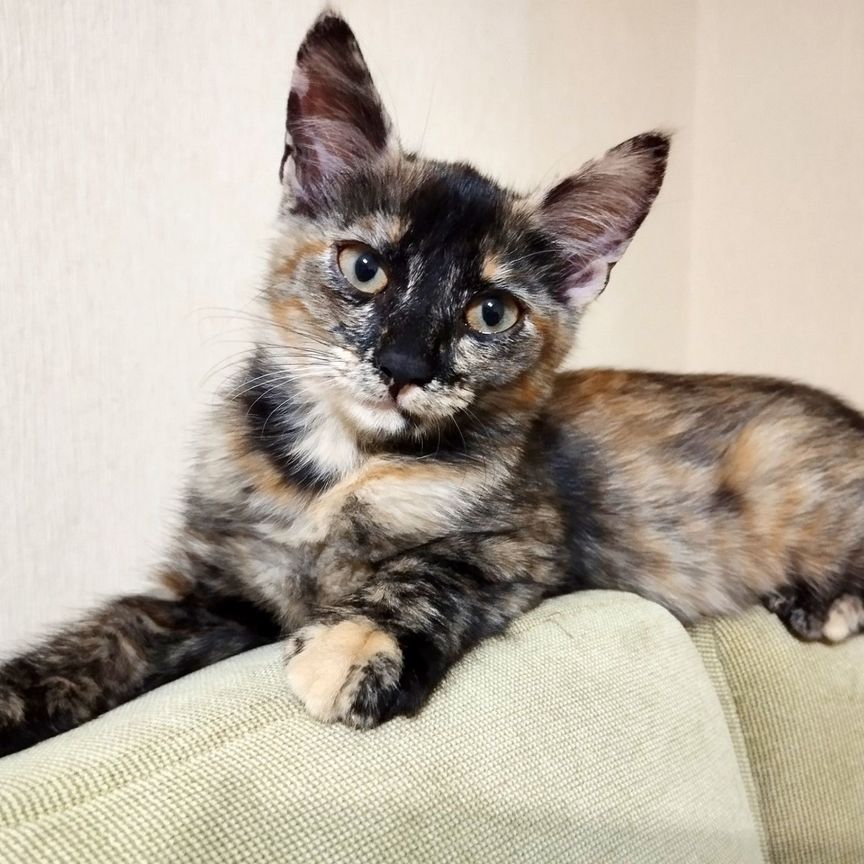 Котенок -совенок