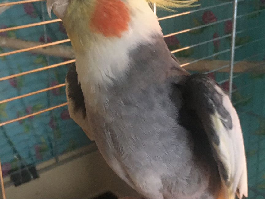 Попугай корелла самец