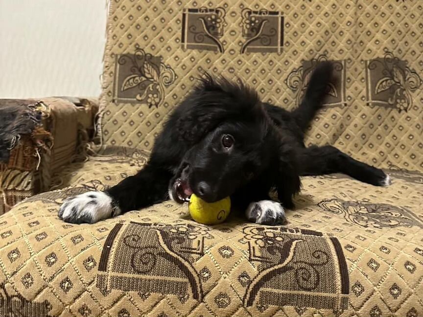 Собака в добрые руки щенок