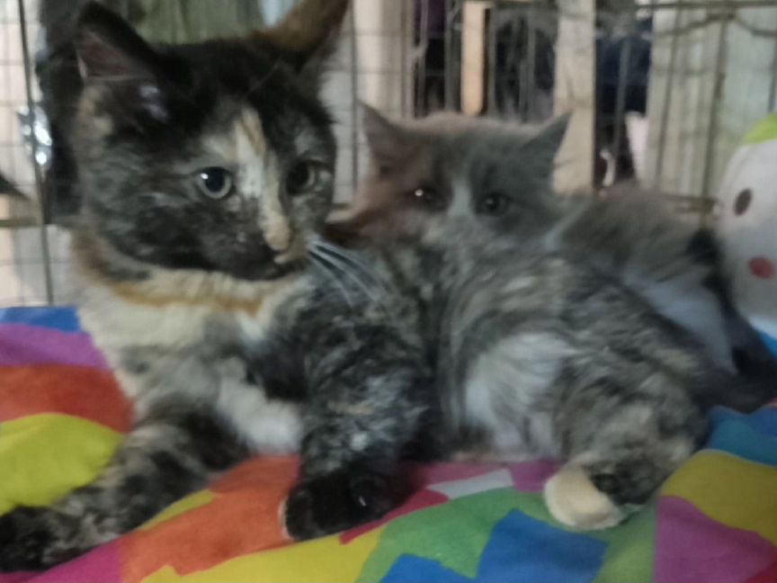 Котенок в добрые руки