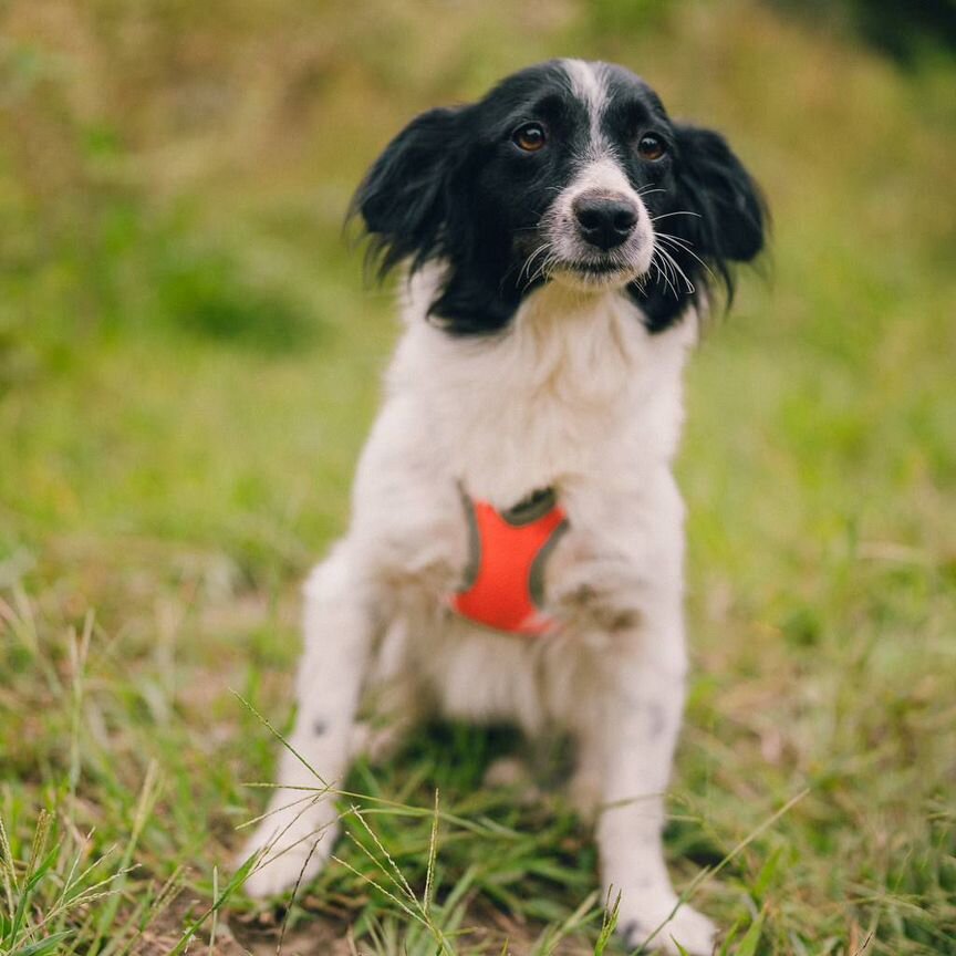 Со мной лучше играть,чем пить.Гав