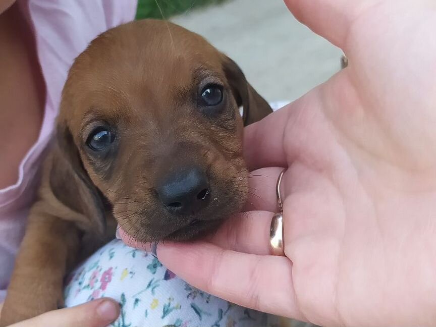 Щенки таксы