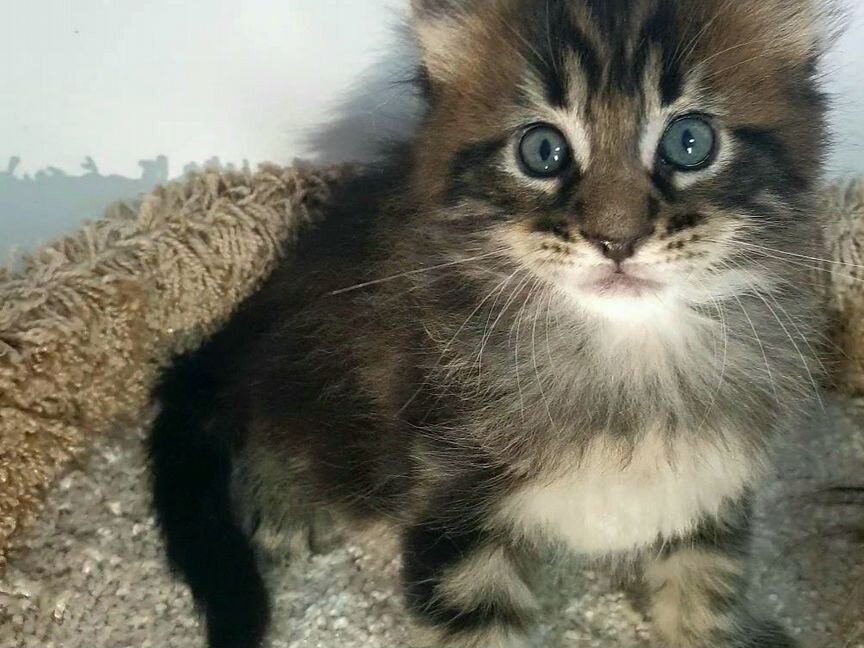 Котята мейн-кун