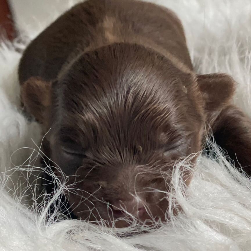 Йоркширский терьер, щенок