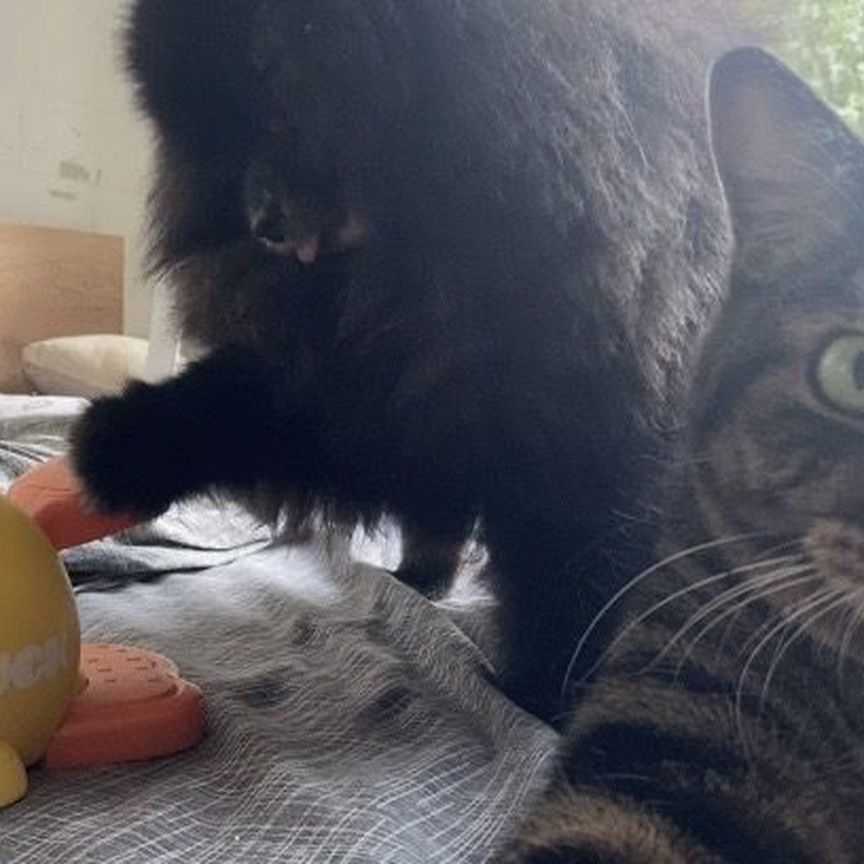 Интерактивная игрушка кормушка для лакомств